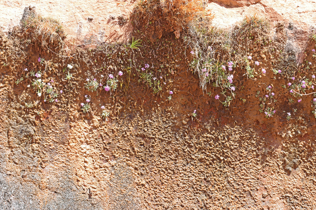 Cave-dwelling Primrose from Grand County, UT, USA on March 18, 2024 at ...