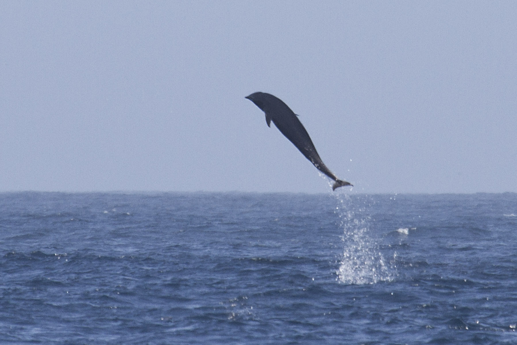 Northern Right Whale Dolphin (Lissodelphis borealis) - Know Your Mammals