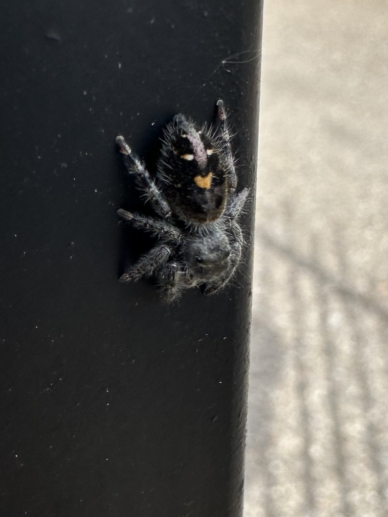 Bold Jumping Spider from W Kodiak Dr, Meridian, ID, US on March 21 ...