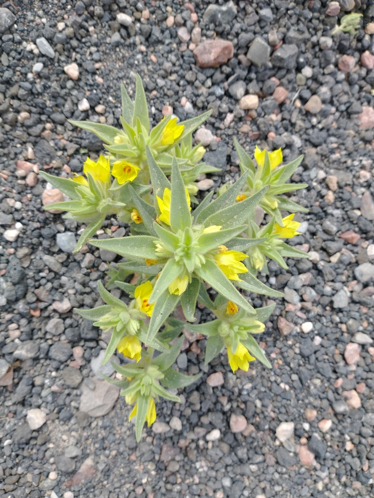 golden desert-snapdragon from Inyo County, CA, USA on March 16, 2024 at ...