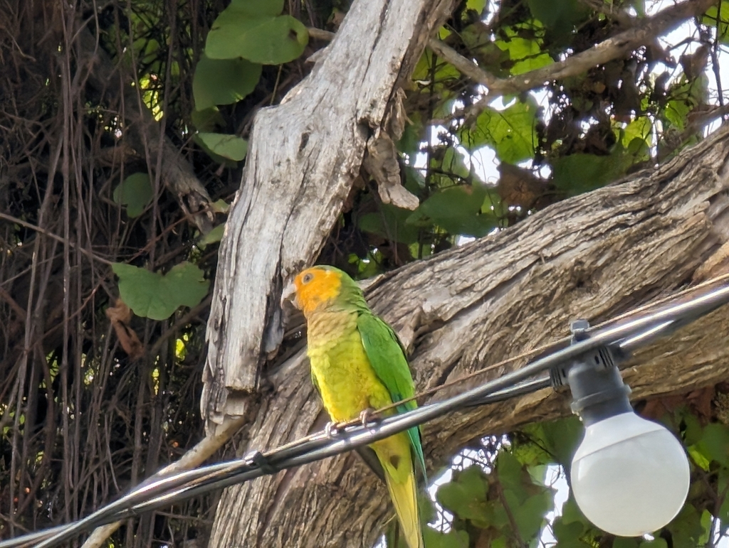 Brown-throated Parakeet from Marie Pampoen, Willemstad, Curaçao on ...