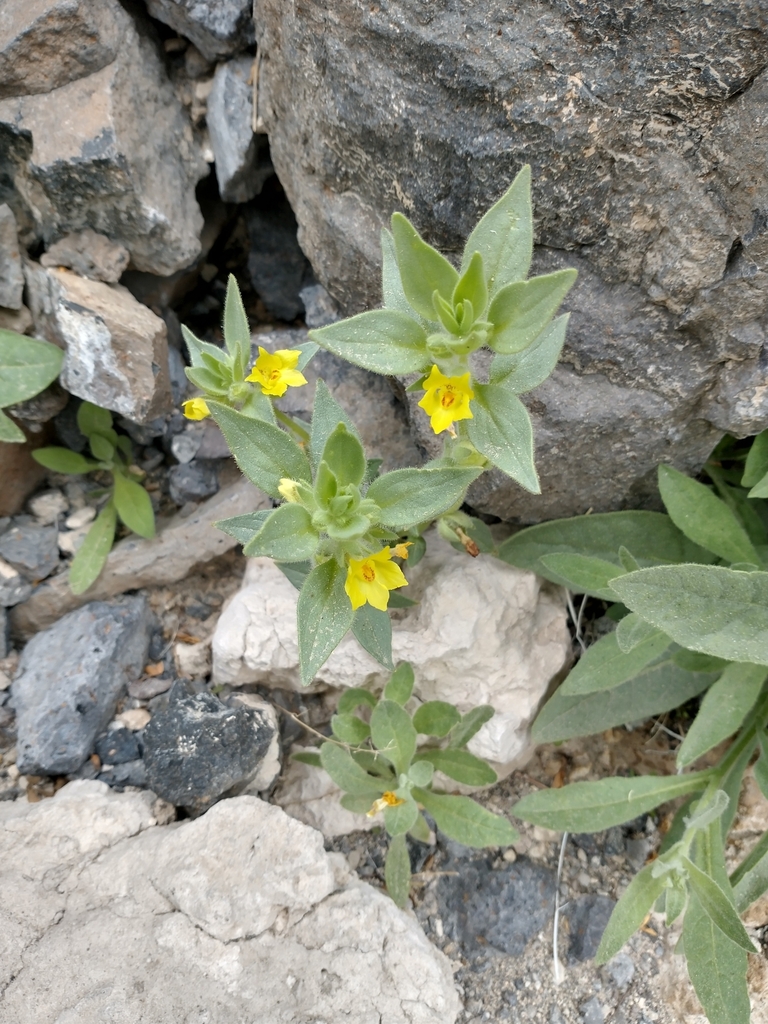 golden desert-snapdragon from Inyo County, CA, USA on March 16, 2024 at ...