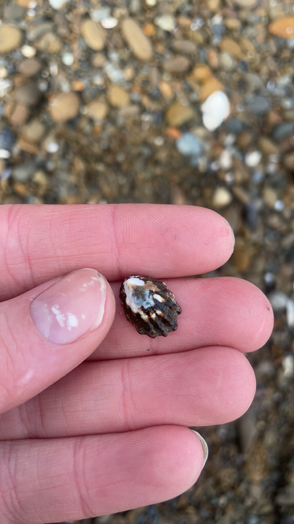 Fingered Limpet in March 2024 by Mildred Vedder · iNaturalist