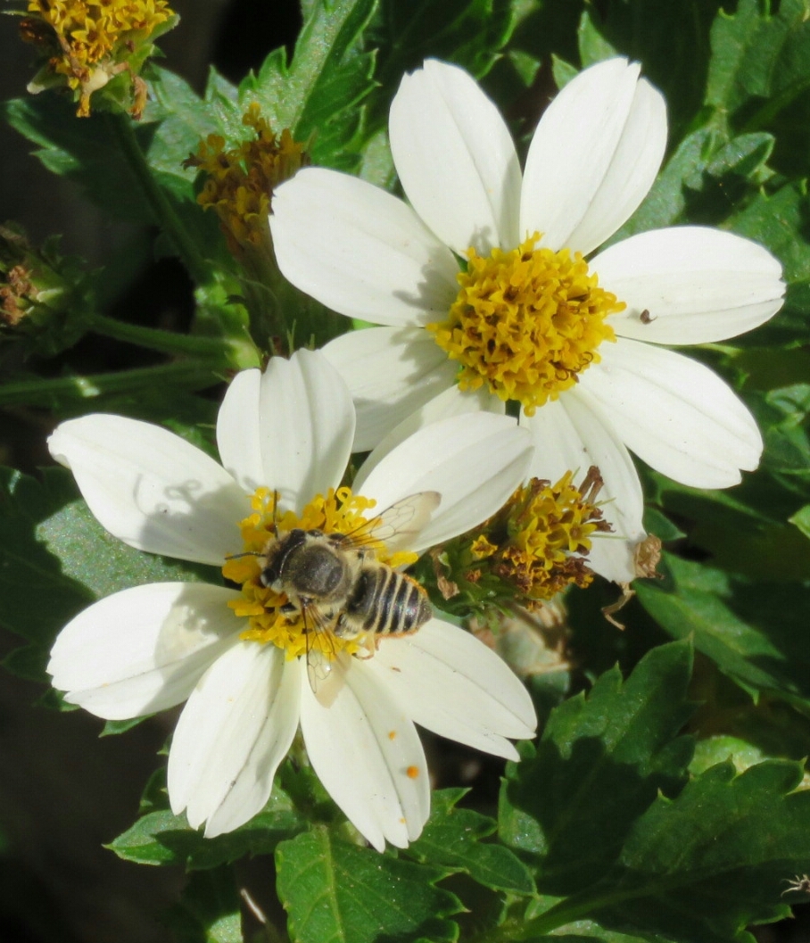 Megachile venusta Smith, 1853