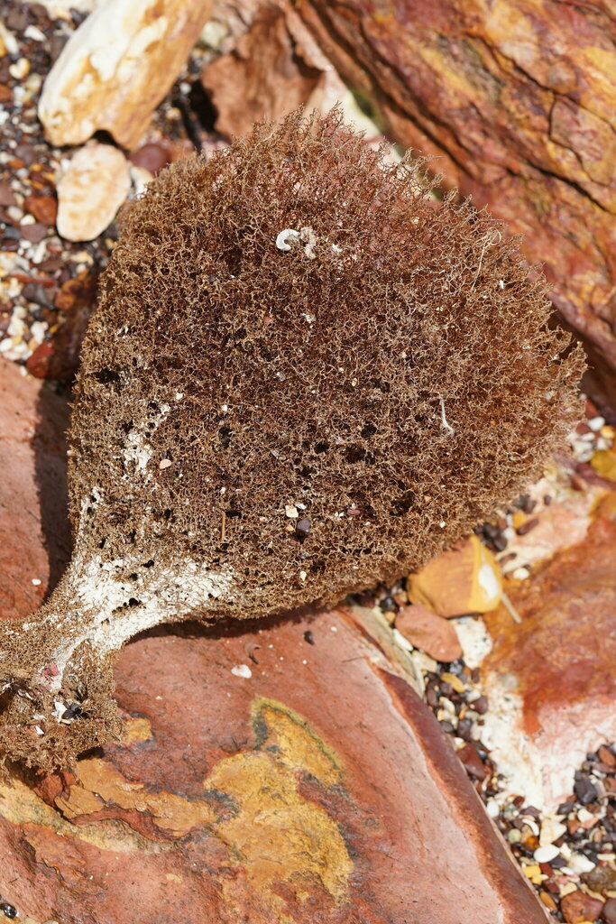 Sponges from Darwin NT, Australia on March 19, 2024 at 11:33 AM by ...