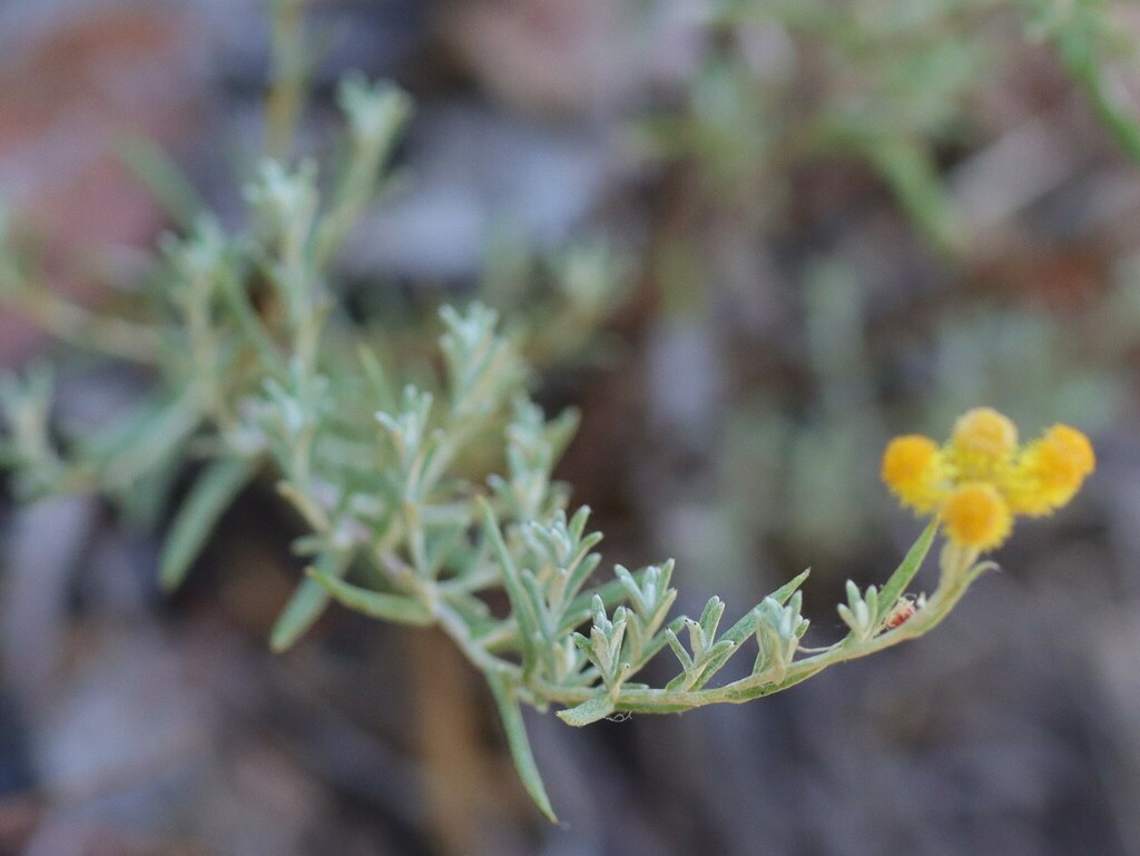 clustered everlasting from Zumsteins VIC 3401, Australia on February 7 ...