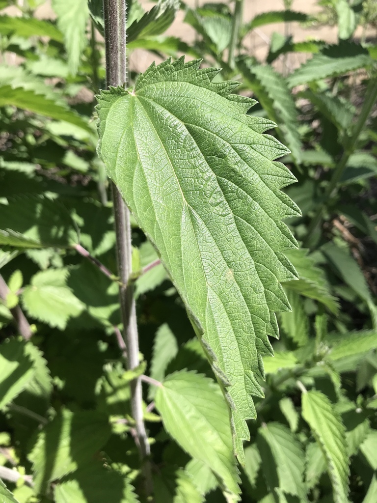 great stinging nettle from 28450 CA-78, Santa Ysabel, CA, US on April ...