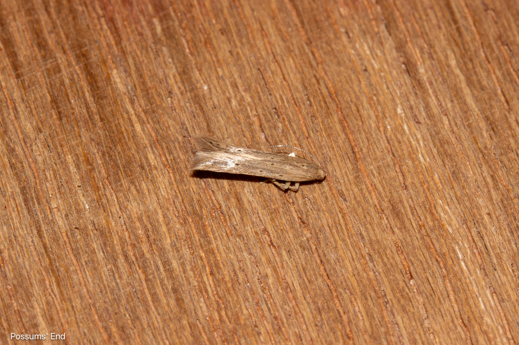 Twirler Moths from Purau 8972, New Zealand on March 18, 2024 at 06:17 ...