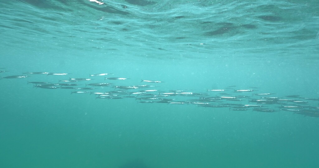 Southern Garfish from Northern Beaches Council, NSW, Australia on March ...