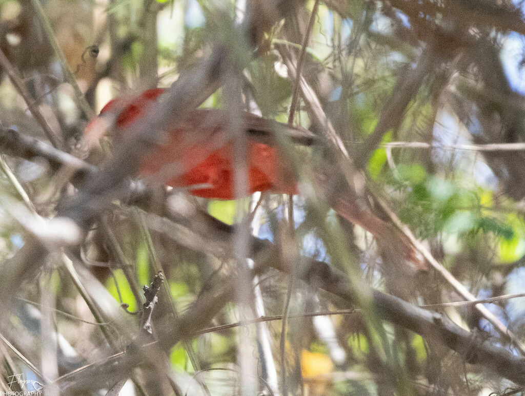 Northern Cardinal from Colinas de San Javier, Guadalajara, Jal., Mexico ...