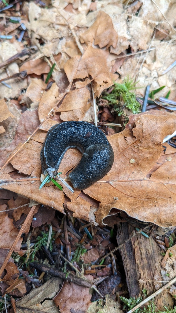 Pacific Banana Slug from Alberni-Clayoquot, BC, Canada on March 20 ...