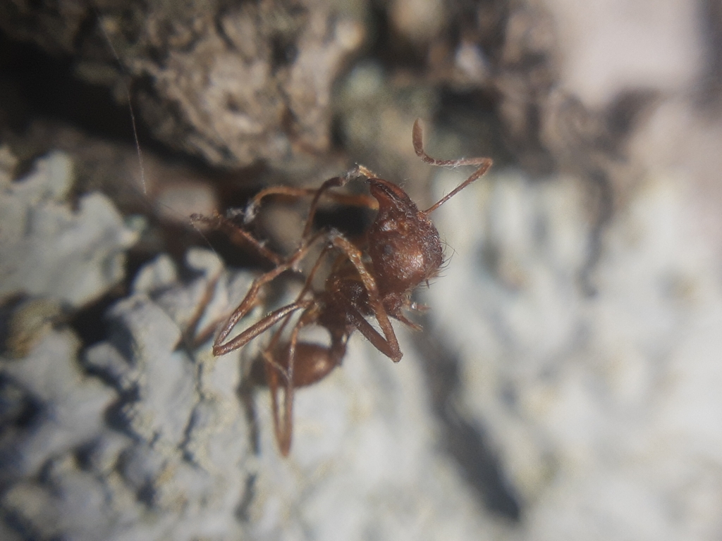 Chicatana Leafcutter Ant from Centro histórico de Morelia, 58000 ...
