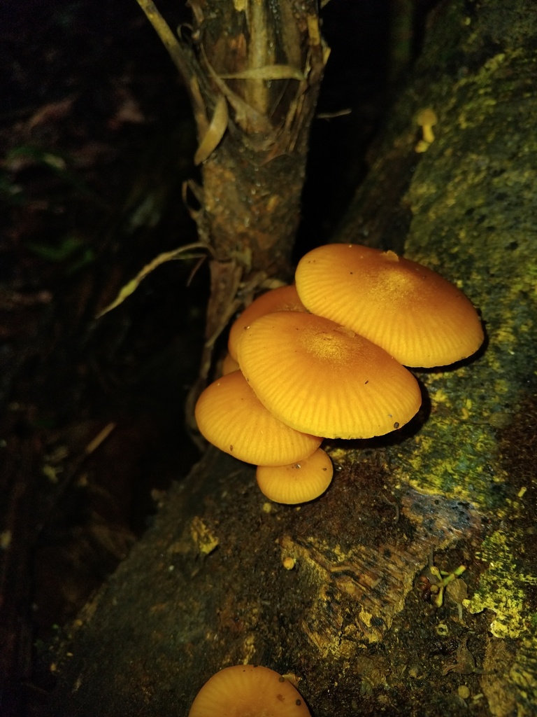 Heimiomyces from Dorrigo Mountain NSW 2453, Australia on March 17, 2024 ...