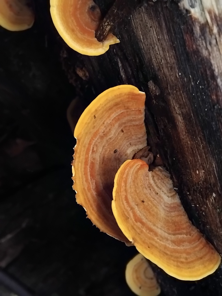 False Turkey-Tail from Dorrigo Mountain NSW 2453, Australia on March 17 ...