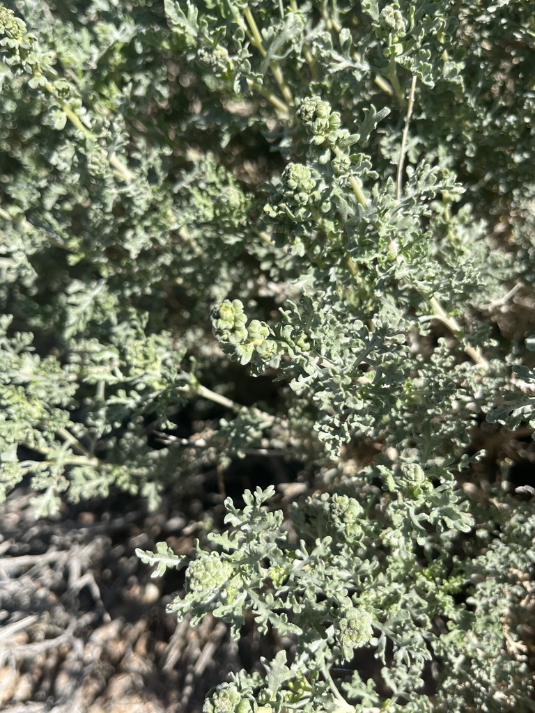 Burrobush from Death Valley National Park, Death Valley, CA, US on ...
