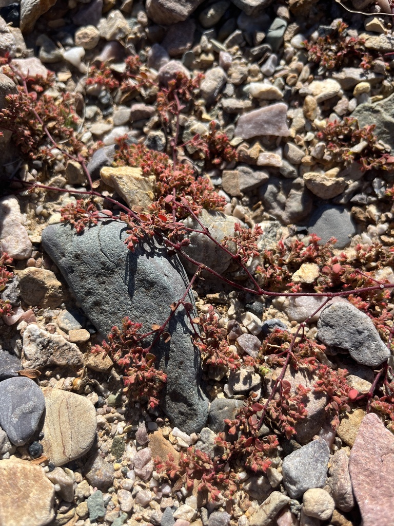 Yuma Sandmat from Death Valley National Park, Death Valley, CA, US on ...