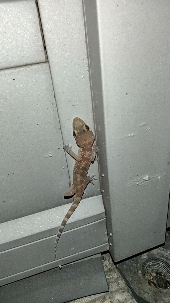 Mediterranean House Gecko from Marietta, GA, USA on March 22, 2024 at ...