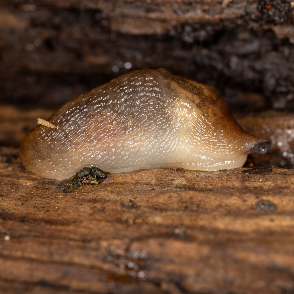 Threeband Slugs from Boardman Wetlands Nature Park, Clackamas Cty, OR ...