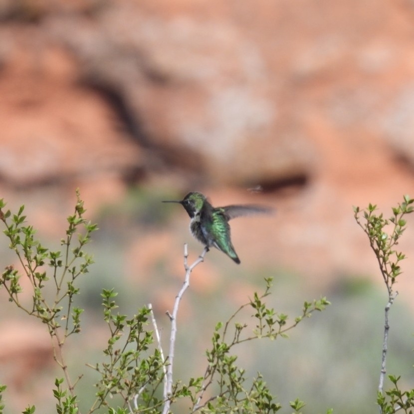 Broad-tailed Hummingbird from St. George, UT, USA on March 21, 2024 at ...