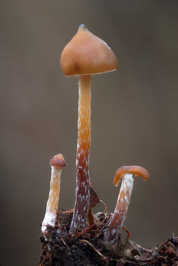 Psilocybe hoogshagenii in March 2024 by Alan Rockefeller. Cucumber odor ...