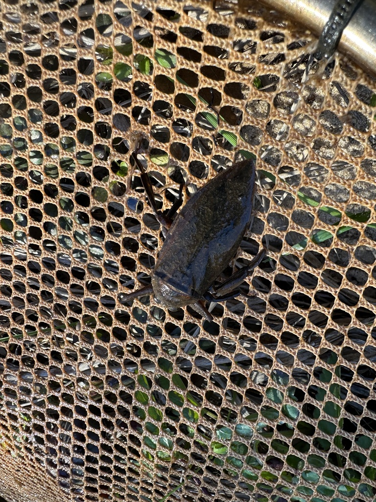 Eastern Toe-biter from E Elm St, Troy, AL, US on February 19, 2024 at ...