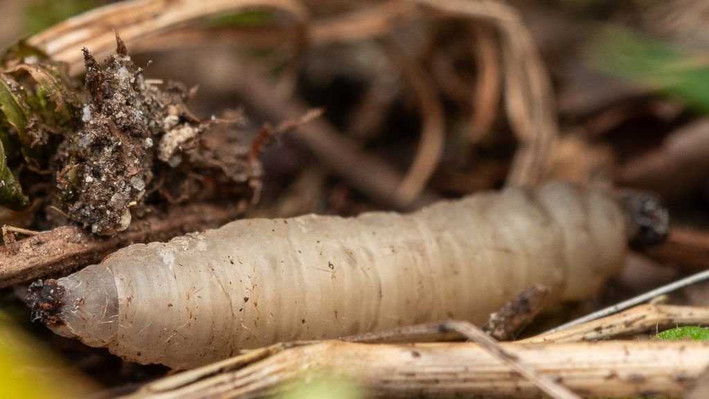Winged and Once-winged Insects in March 2024 by Alan Yoshioka · iNaturalist