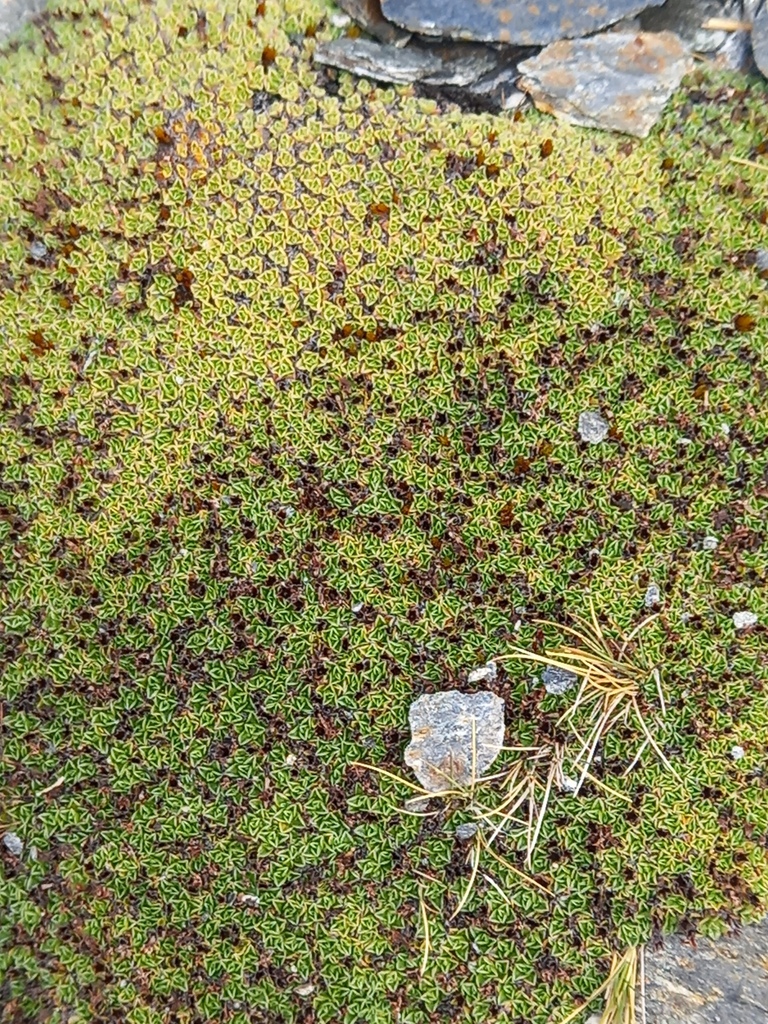 Myosotis glabrescens from Treble Cone 9382, New Zealand on March 22 ...