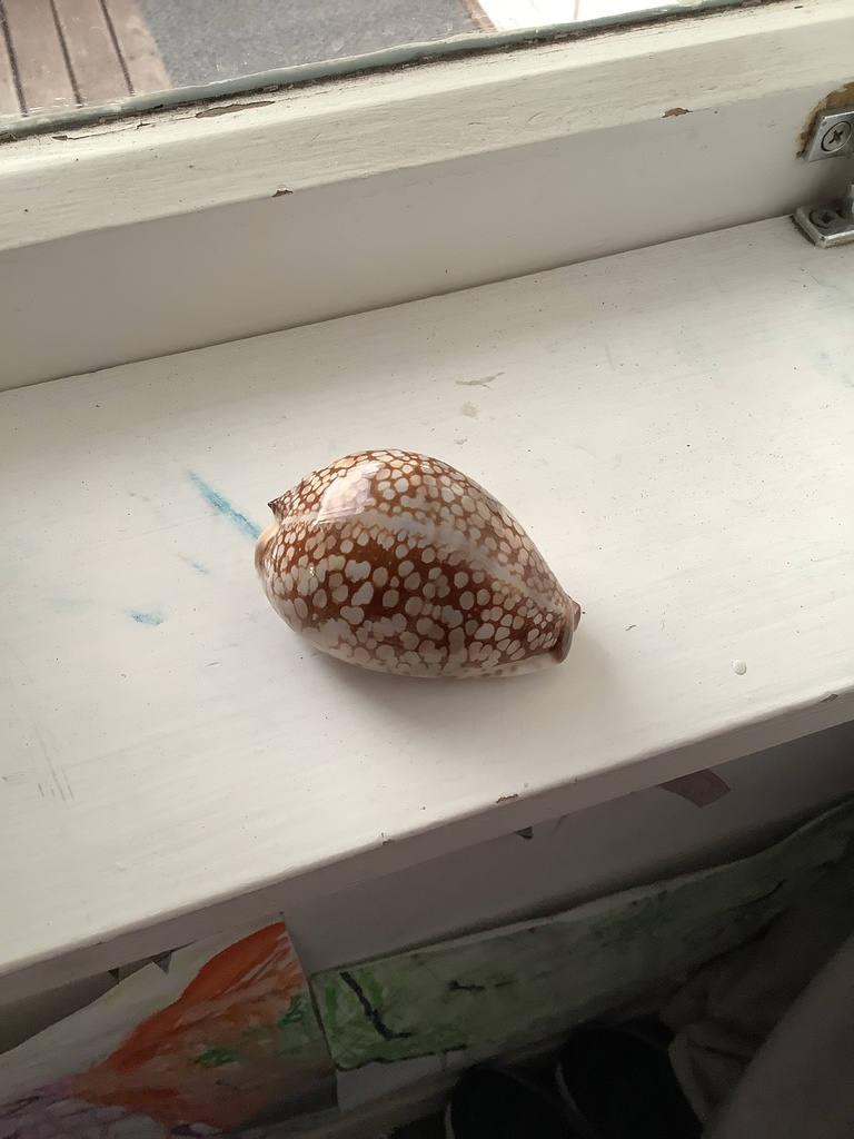 Mauritia histrio in March 2024 by cleoskye55 · iNaturalist