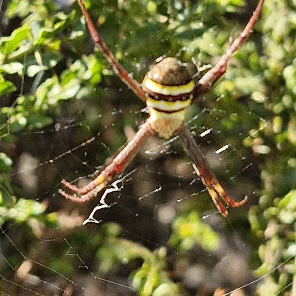 Saint Andrew's Cross Spider from Cranbourne VIC 3977, Australia on ...