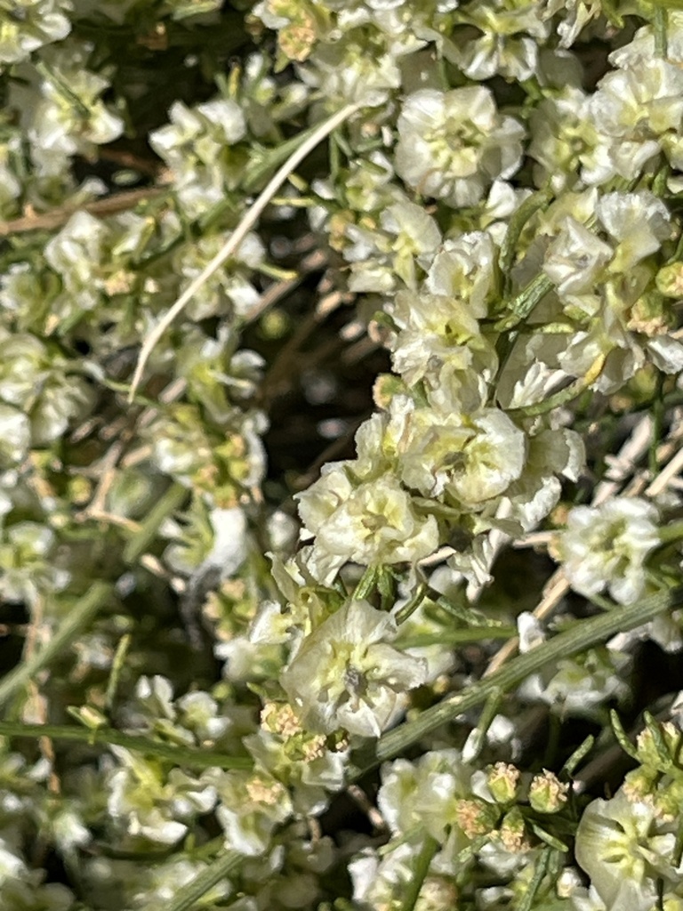 cheesebush from Anza-Borrego Desert State Park, Borrego Springs, CA, US ...