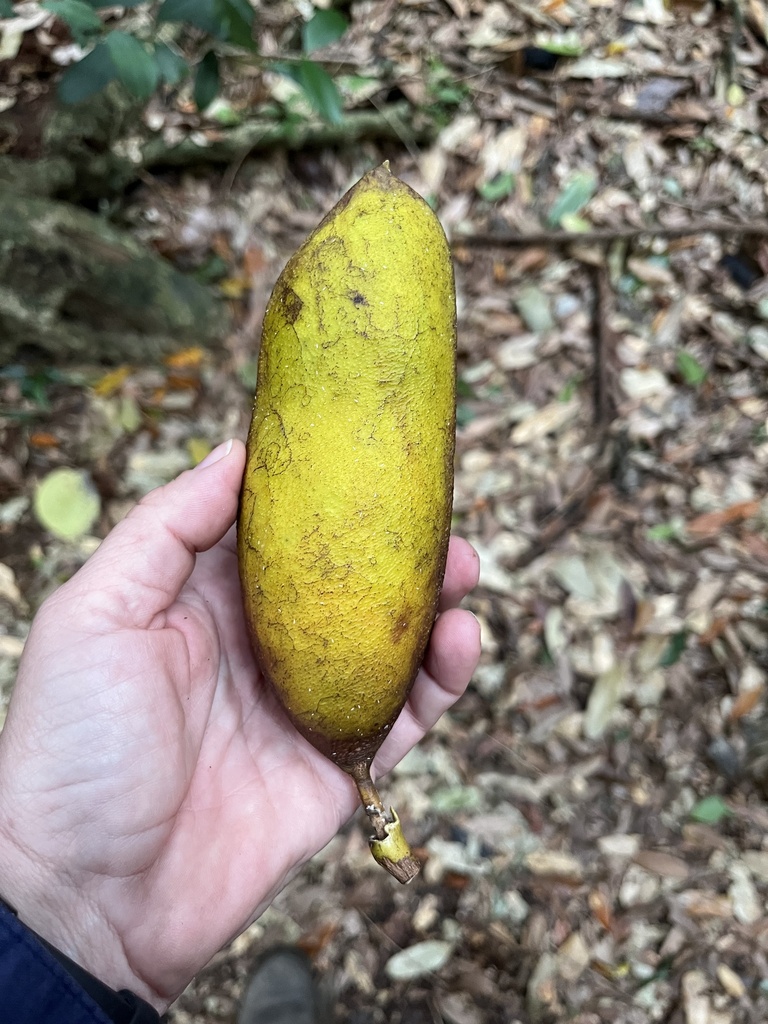 Blackbean from Tarong, QLD, AU on March 22, 2024 at 10:06 AM by firn ...