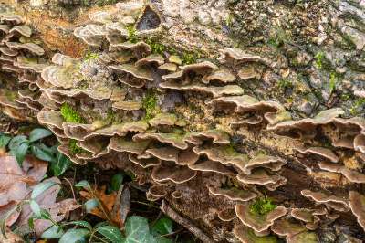 Mossy Maze Polypore from Parco dell'Italia - Osio Sotto (BG), Italia on ...