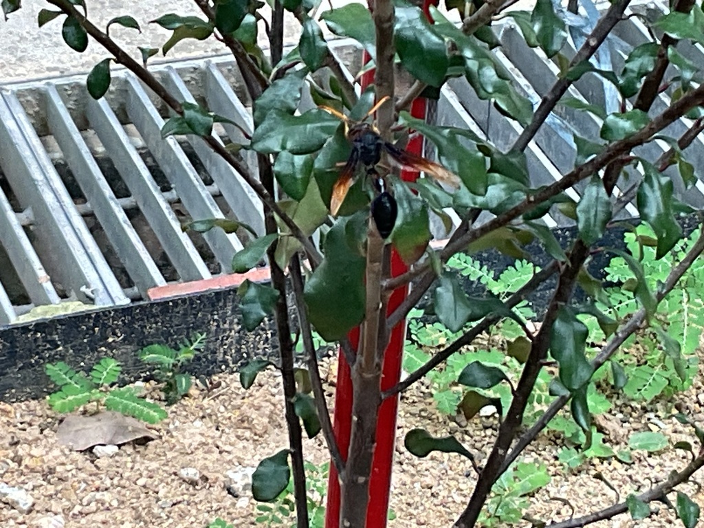 Delta pyriforme circinale from Sembawang, Singapore on March 22, 2024 ...