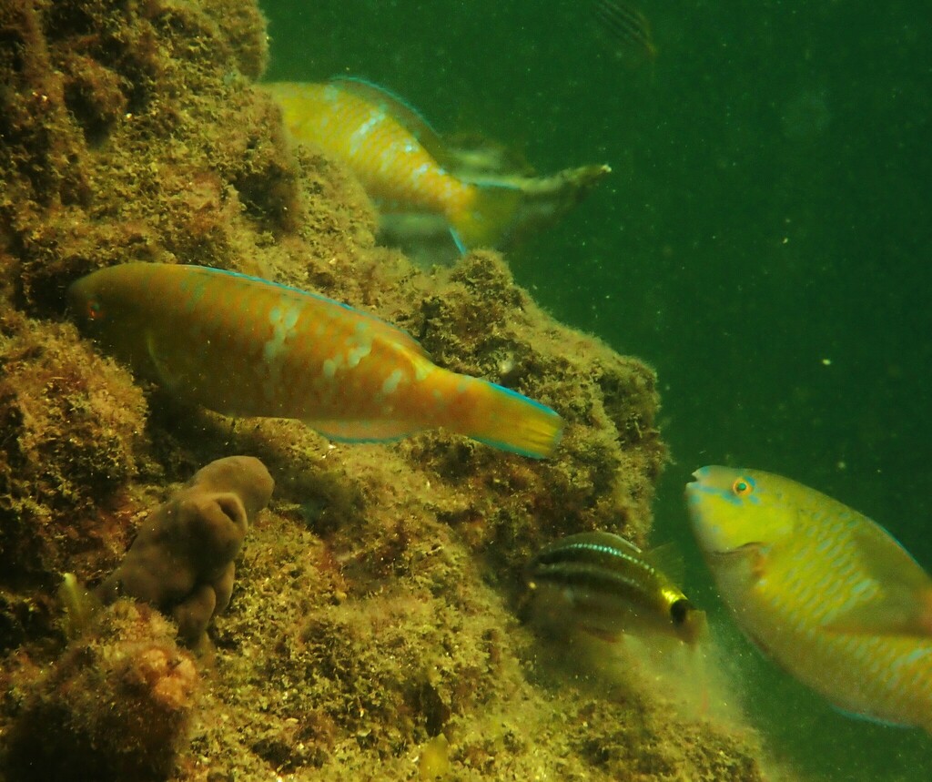 Bluebarred Parrotfish from Sydney NSW, Australia on March 8, 2024 at 01 ...