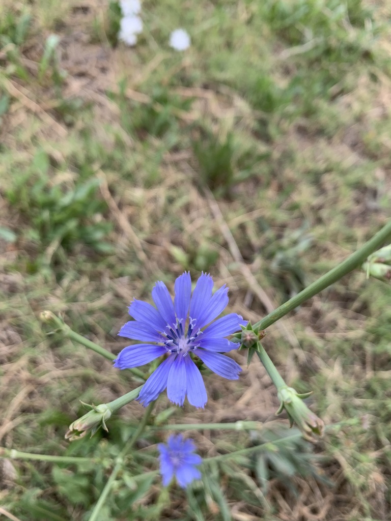 chicory from Channel Rd, Merbein, VIC, AU on March 20, 2024 at 08:46 AM ...