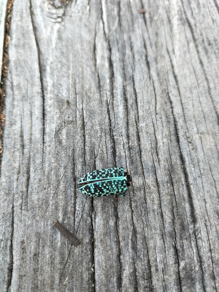 Botany Bay Diamond Weevil from Staughton Vale VIC 3340, Australia on ...