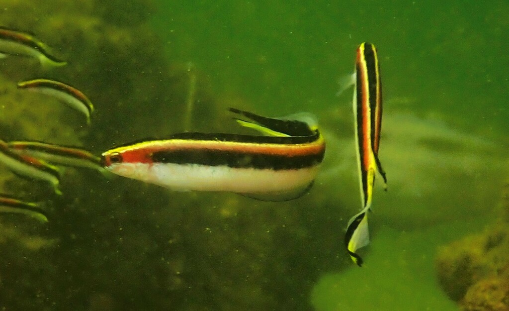 Eastern Hulafish from Sydney NSW, Australia on March 8, 2024 at 02:55 ...