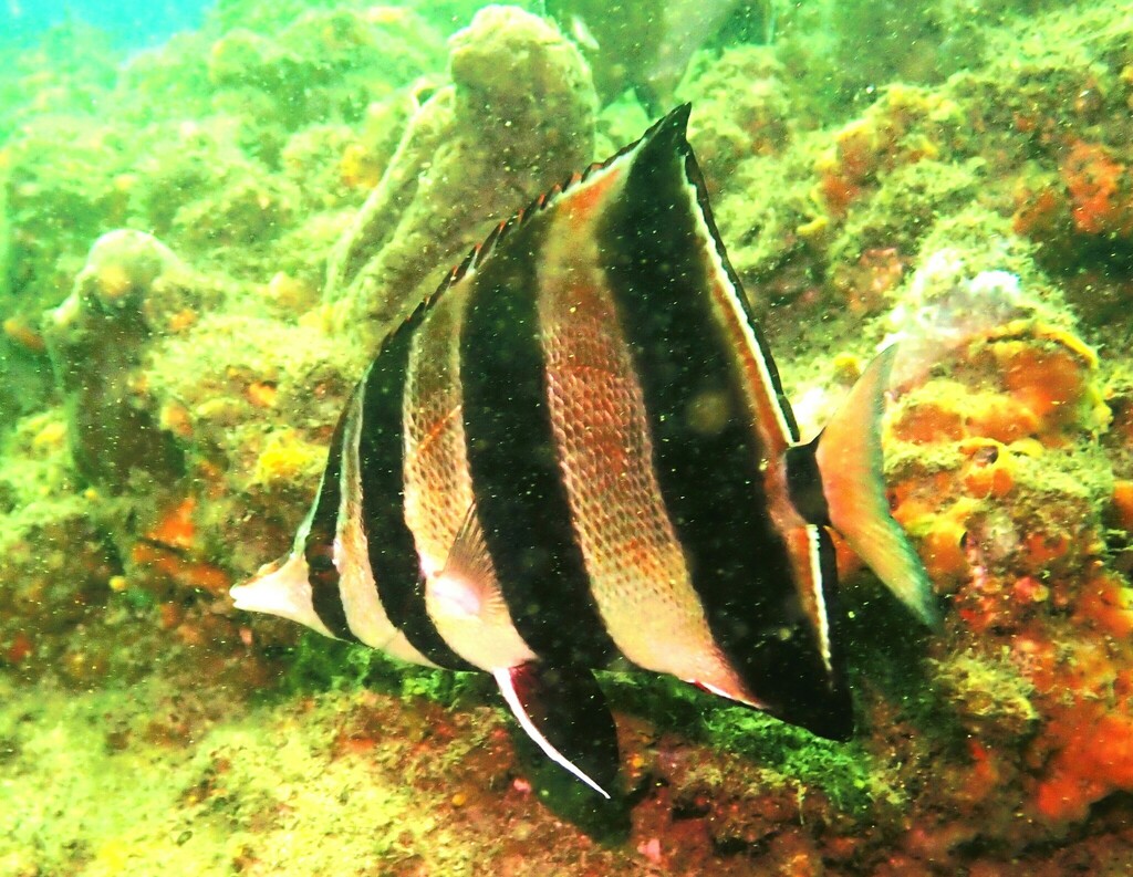 Eastern Talma from Sydney NSW, Australia on March 11, 2024 at 10:37 AM ...