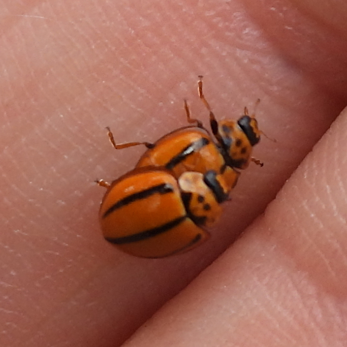 Micraspis lineola from Dowse Lagoon, Sandgate QLD 4017, Australia on ...
