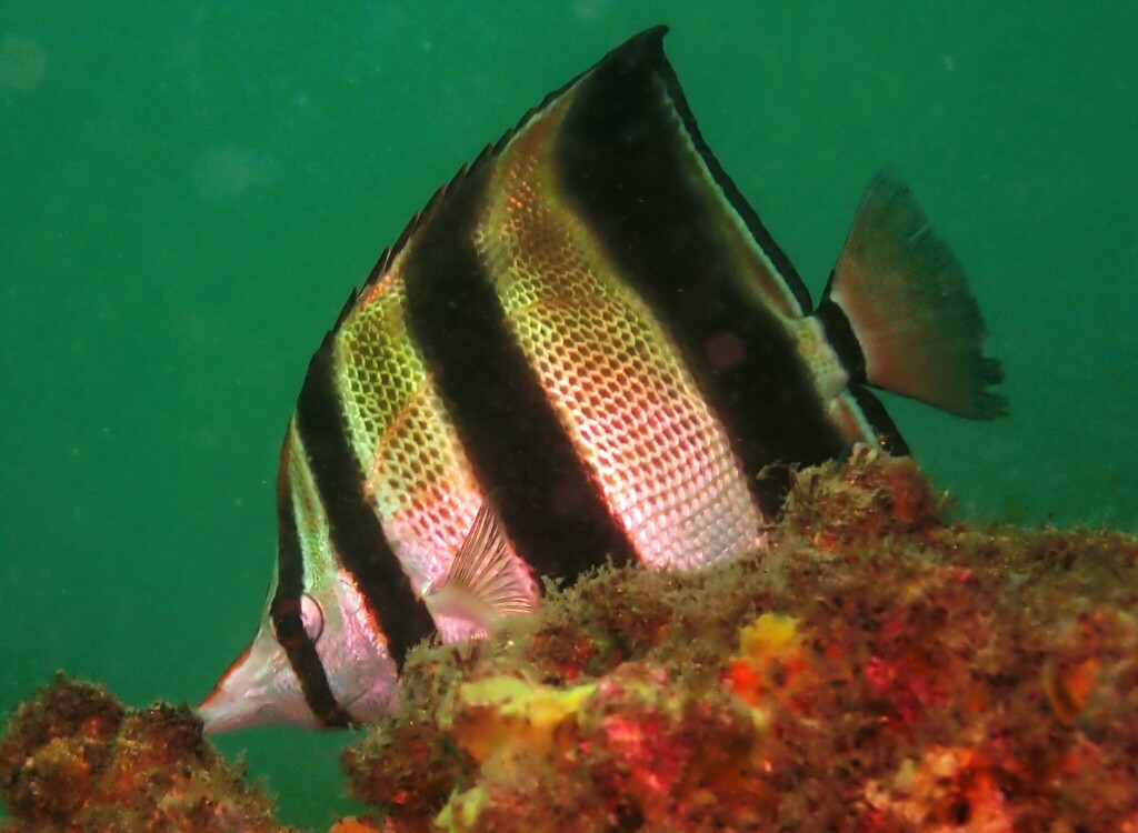 Eastern Talma from Sydney NSW, Australia on March 11, 2024 at 09:13 AM ...