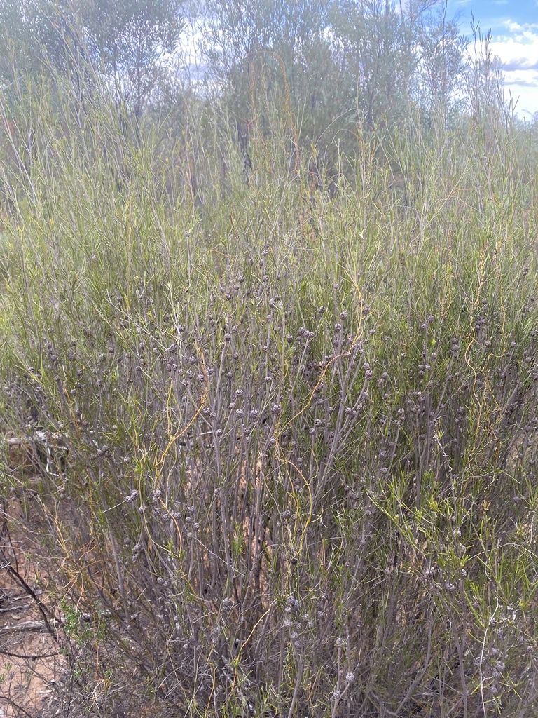 broombush from Pilliga State Conservation Area, The Pilliga, NSW, AU on ...