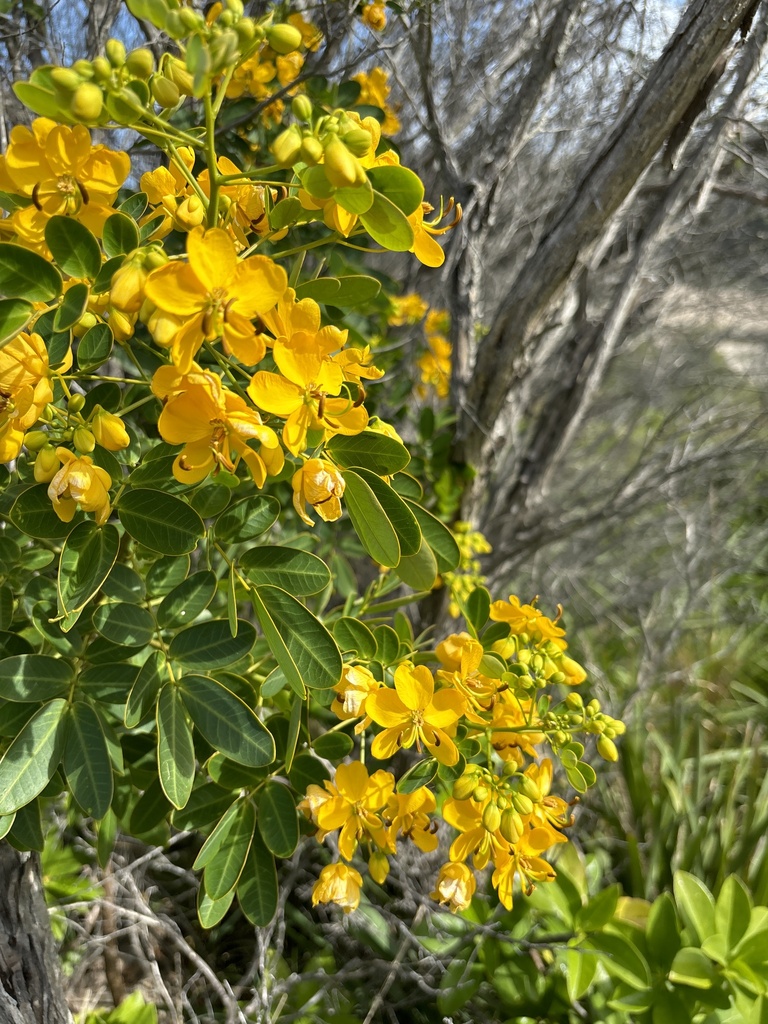 Easter Cassia from Royal National Park, Lilyvale, NSW, AU on March 22 ...