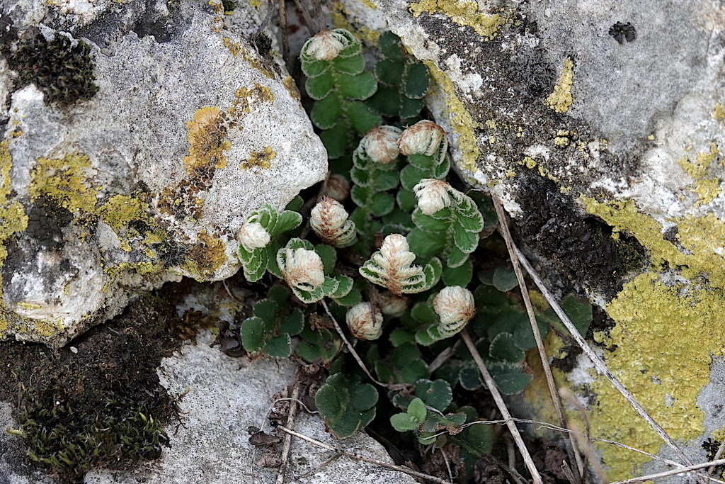 Rustyback from Plan d'eau, Monieux, Provence-Alpes-Côte d'Azur, France ...
