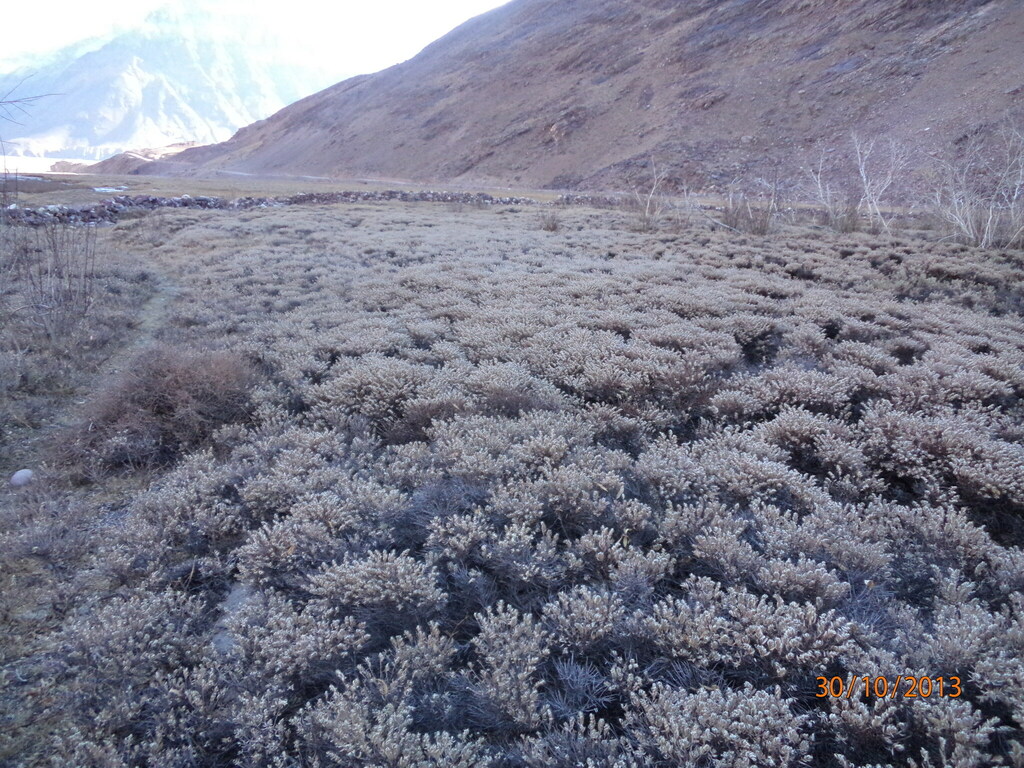 Hippophae tibetana from Losar, Dhar Nimaloksa, Himachal Pradesh, India ...