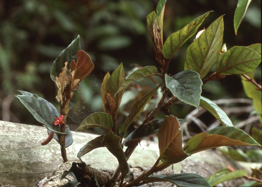 Begonia mannii from Ndougou Department, Gabon on March 28, 1988 at 10: ...
