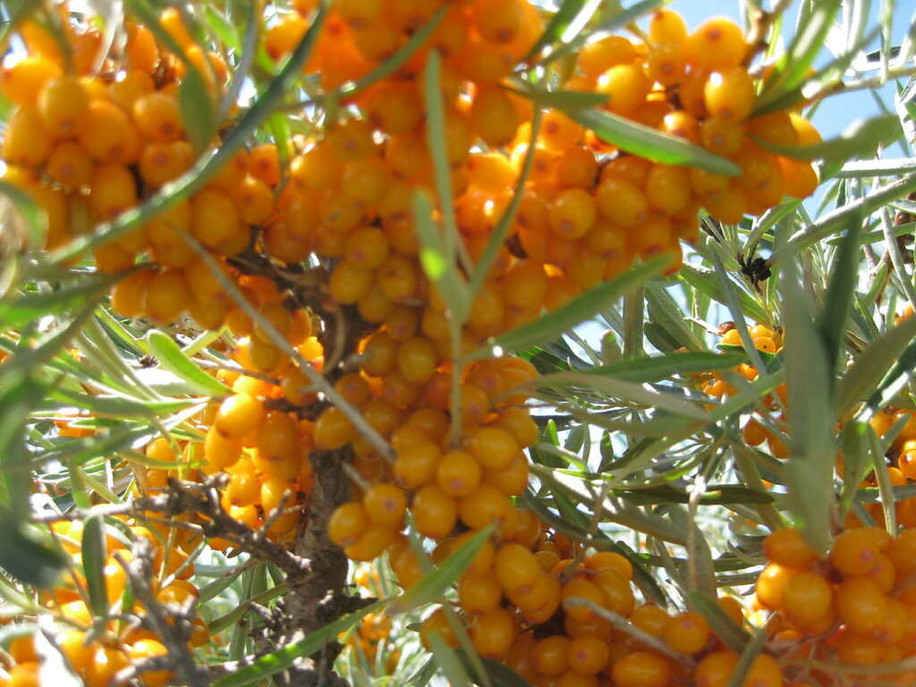 Hippophae rhamnoides turkestanica from Tong, Kyrgyzstan on August 23 ...