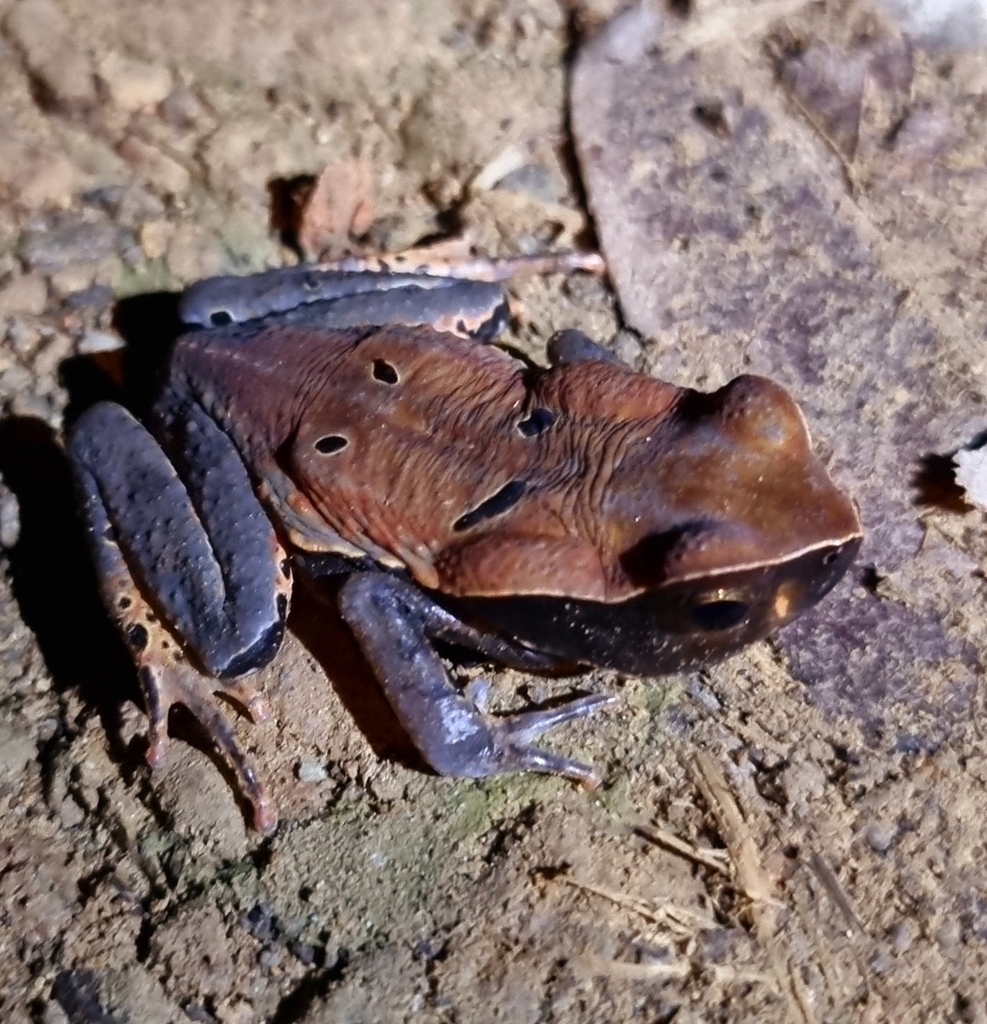 Leaf Litter Toad from Costa Oeste de los, Tribunales de Justicia ...