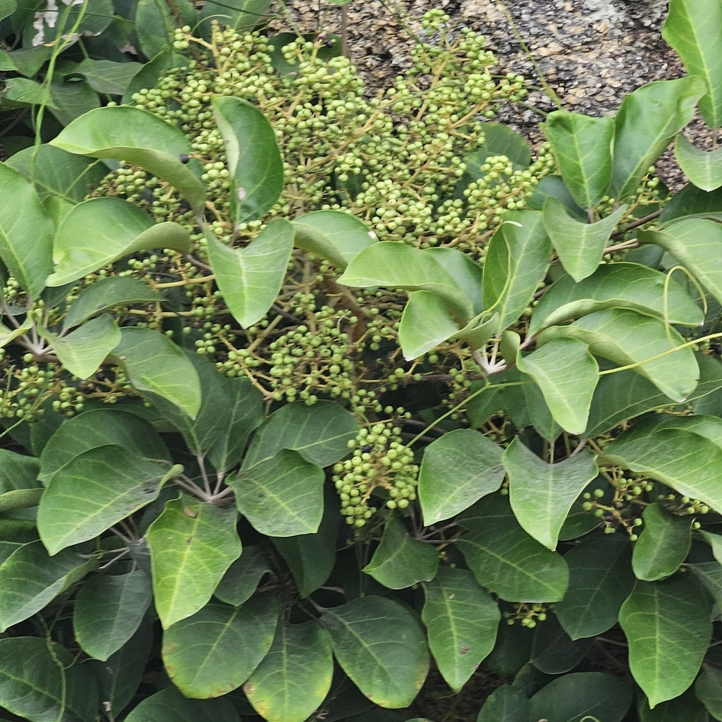 Ivy Tree from 4H79+9Q2, Macao on February 27, 2024 at 04:43 PM by ...