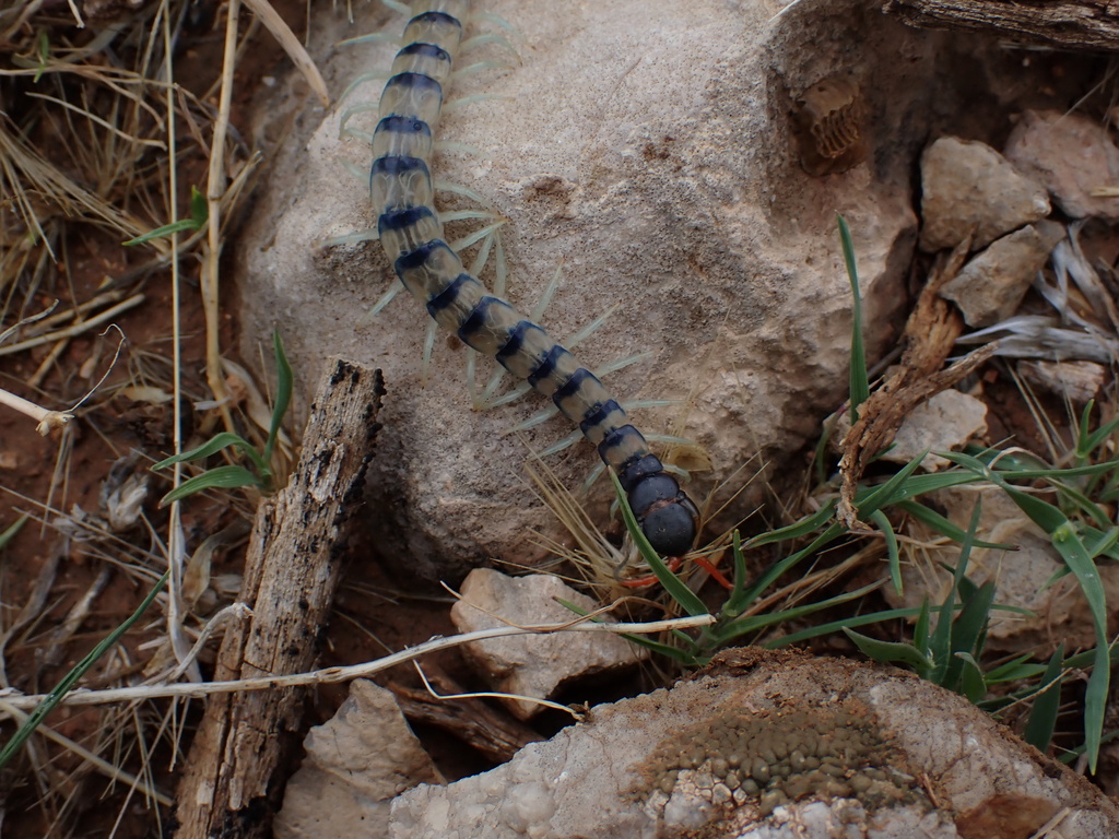 Mediterranean Banded Centipede from Shiraz-Fasa-Bandar Abbas Highway ...