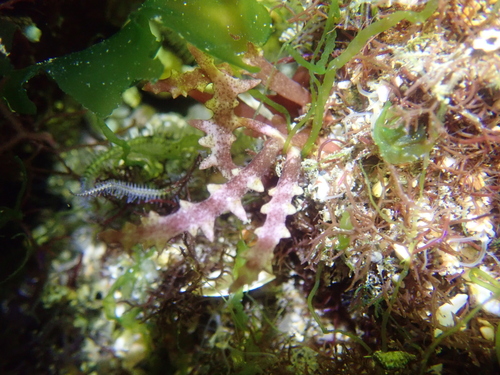 Eucheuma serra · NaturaLista Colombia